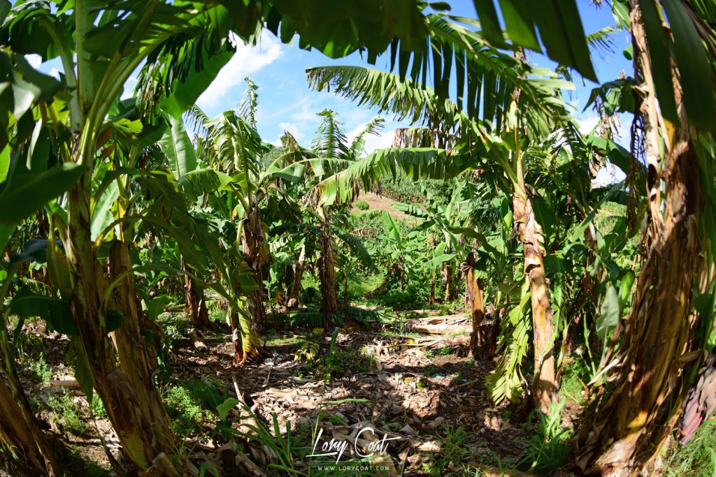 Reportage Banane de Martinique : Samuel Duclovel | Lory Coat